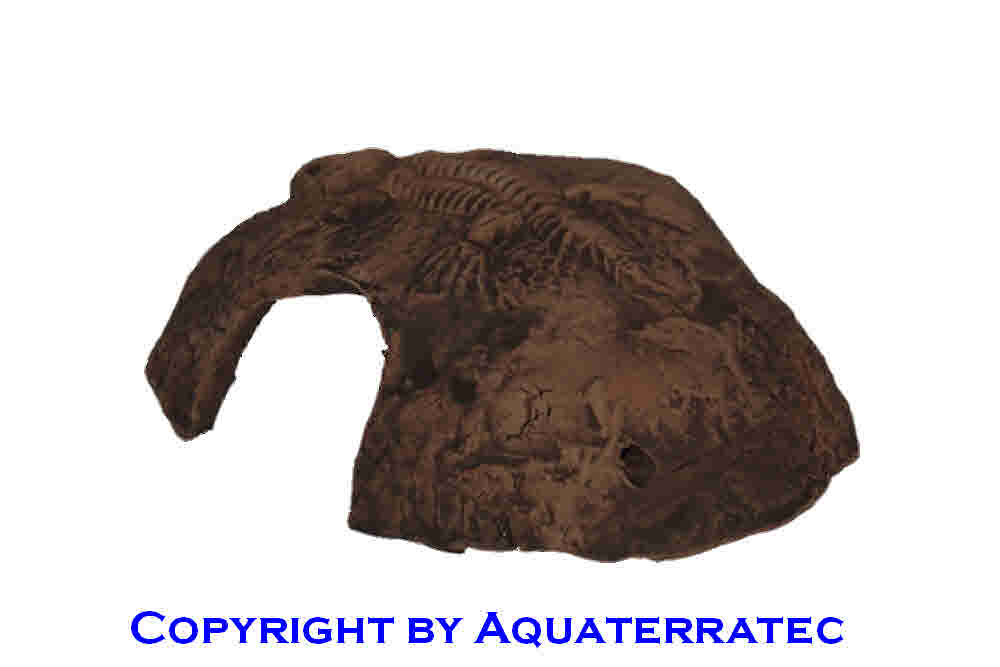 Axolotl - Alles zur erfolgreichen Zucht und Haltung - Tonhöhle ...